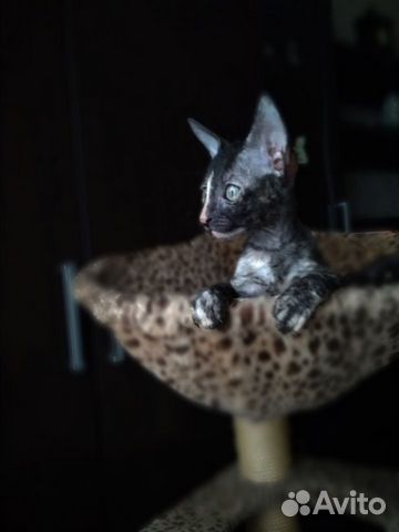 Чистокровные котята корниш-рекс