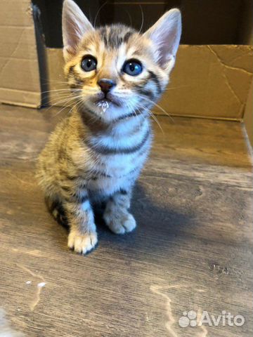 Продам котят-бенгалят
