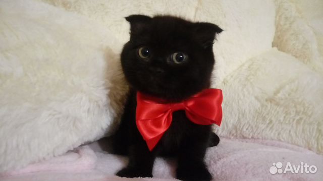 Воспитанные котята