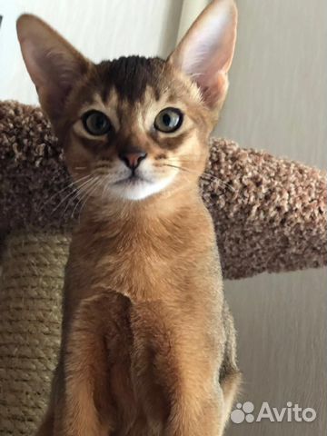 Абиссинские котята