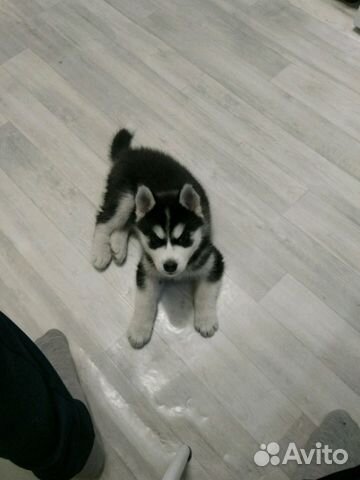 Сибирский хаски