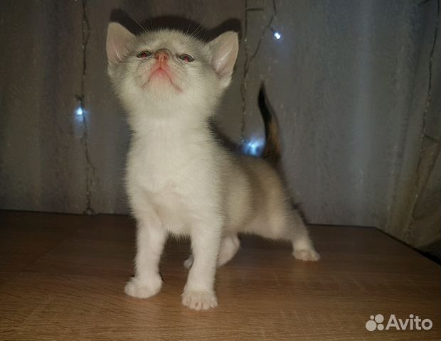 Котята от абиссинской кошки