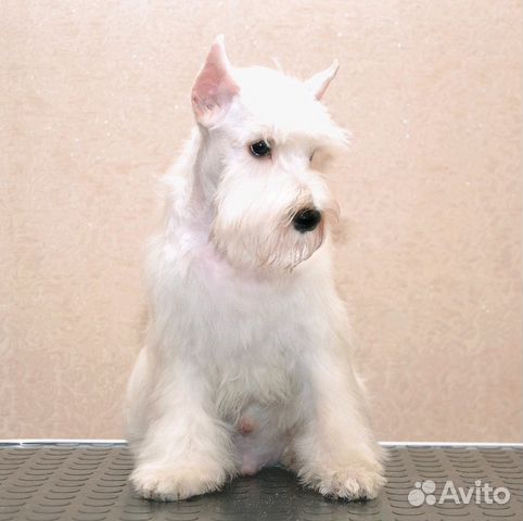 Цвергшнауцер