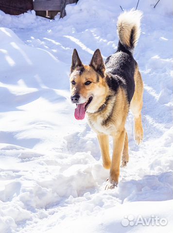Красивейший овчар Дик, 5 лет. Охранник и компаньон