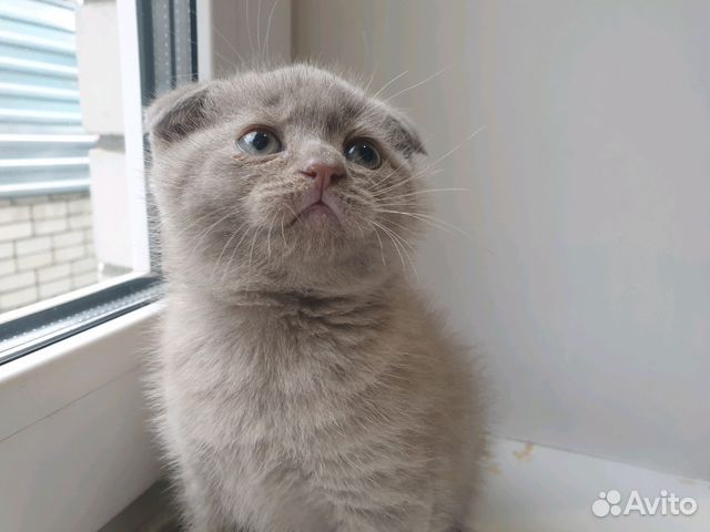 Лиловый красавец