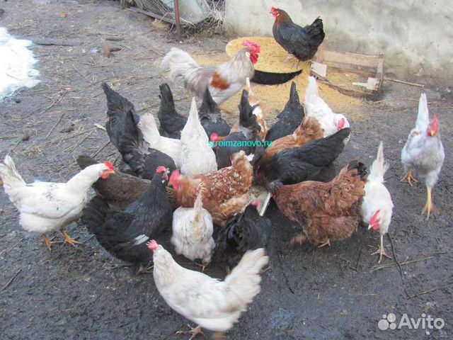 Куры, петухи