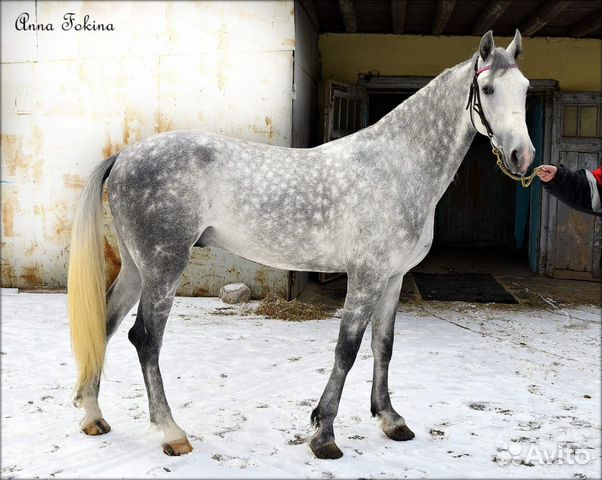 Продается Орловский рысак