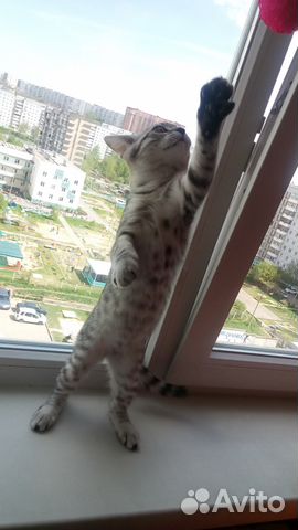 Кошка породы Египетская Мау ищет кота для вязки