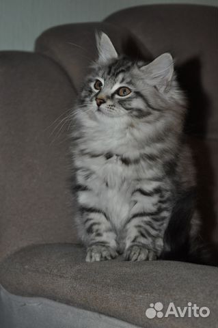 Сказочные сибирские котята