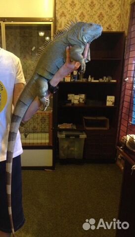 Огроменная зелёная Игуана