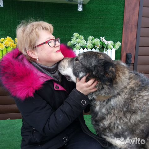 Взрослые алабаи в добрые руки