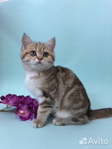 Эксклюзивный окрас