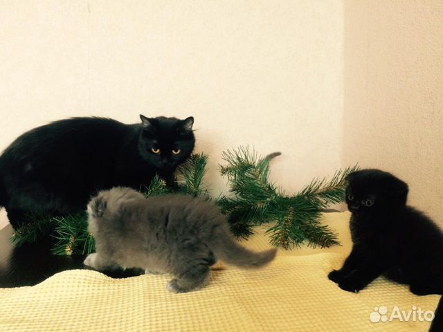 Котята Шотландцы (Scottish Fold)