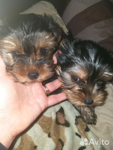 Йоркширский терьер