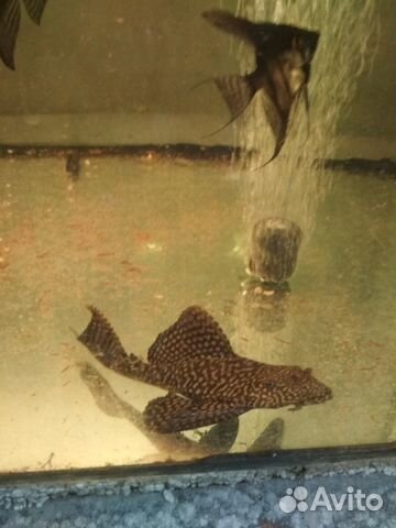 Сом парчовый