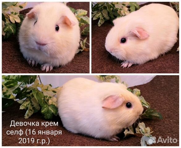 Морская свинка девочка
