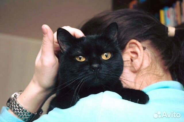 Ласковая кошечка ищет доброе сердце