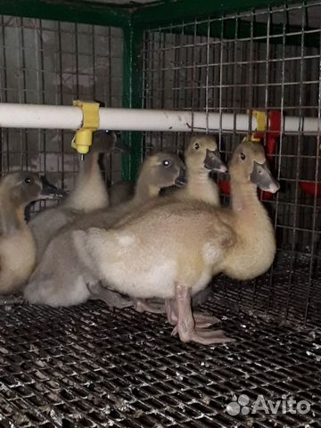 Утята Фаворит