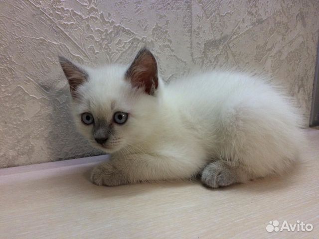 Мальчик шотландец ищет семью