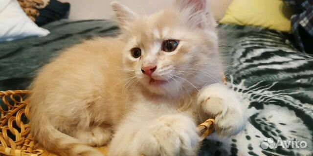 Котенок Песочный рыжик