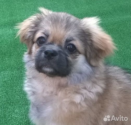 Тибетский спаниель
