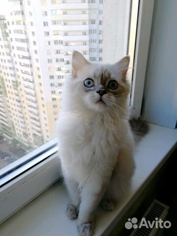 Шикарный котик