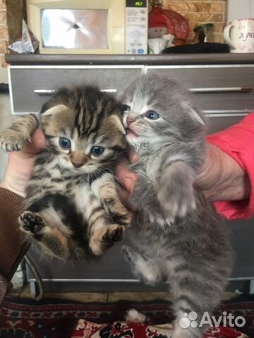 Шотландские котята, шотландцы вислоухие