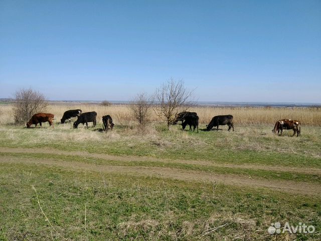 Продаю дойных коров