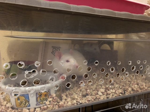 Крыски альбиносы(бесплатно В хорошие руки)