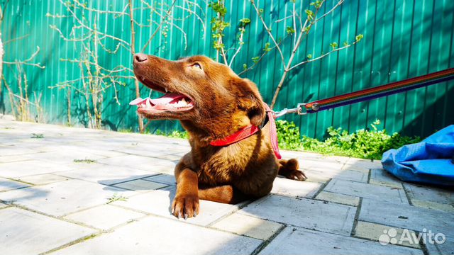 Шоколадное чудо