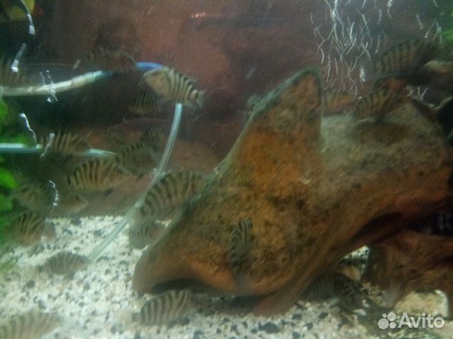 Чернополосая цихлазома. Рыба