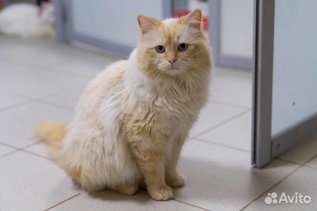 Отдаю красавца котика Раймонда в добрые руки
