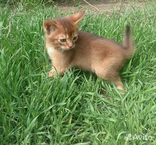 Абиссинчики