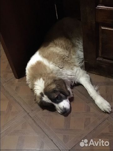 Морская сторожевая Сабака