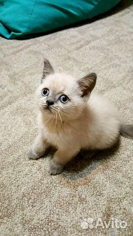 Шотландский котенок