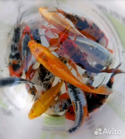 Карпы кои для вашего пруда