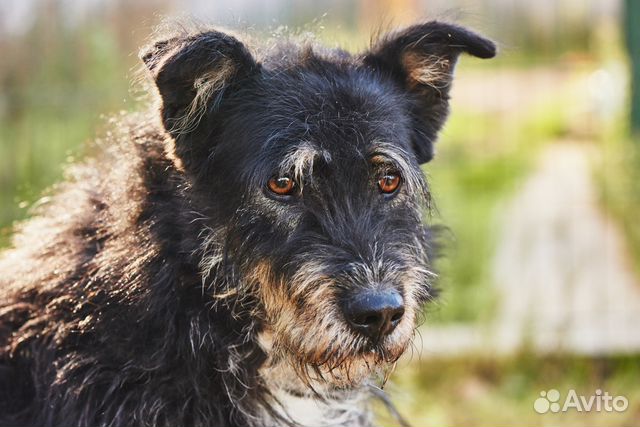 Бородатик Берни ищет дом