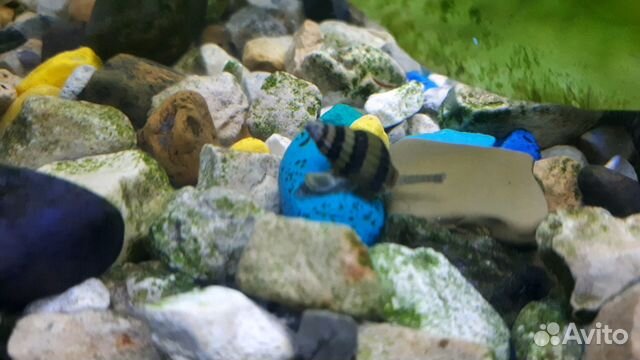 Хищные улитки Хилены