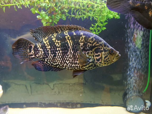 Манагуанская цихлазома