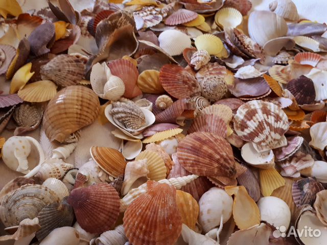 Ракушки морские разноцветные из Вьетнама