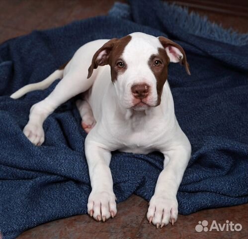 Перспективная сука апбт