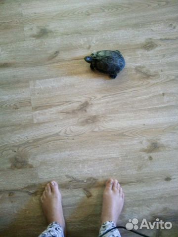 Черепаха красноухая