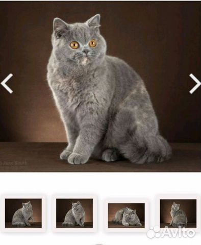 Британская короткошерстная
