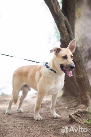 Золотой мальчишка ищет дом