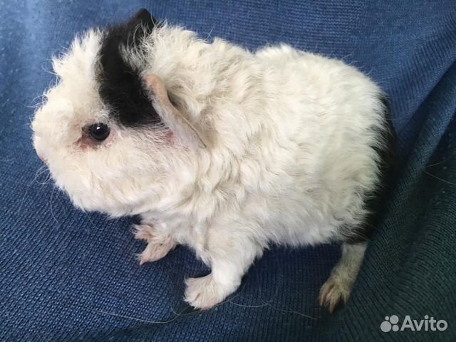 Морские свинки