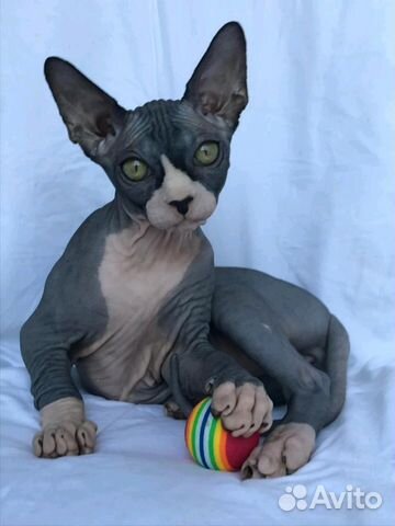 Черно-белый мальчик