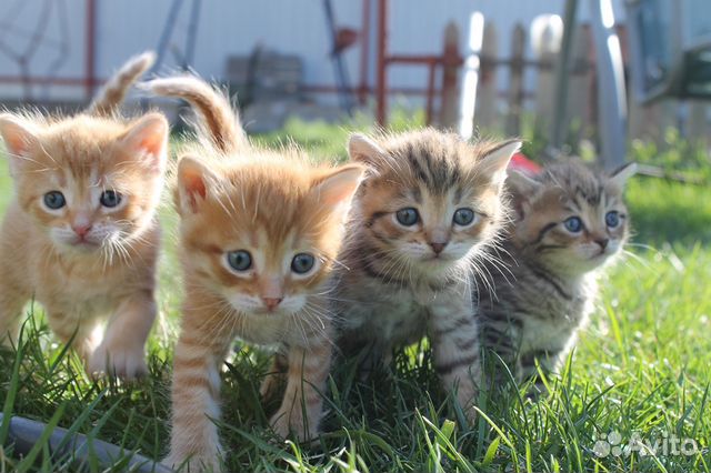 Котята британской короткошёрстной