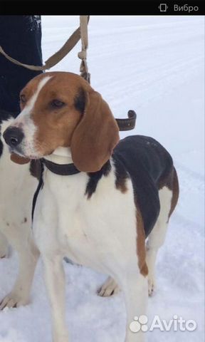 Щенки Эстонской гончей