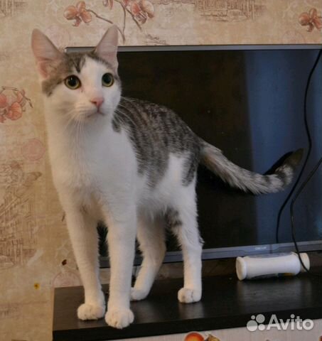 Молодой котик в добрые руки