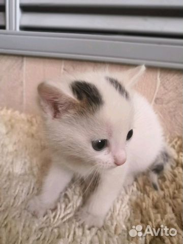 Этот котенок ищет хозяев